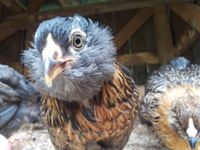 Hatchery Rare Breeds - Harr Family Farms